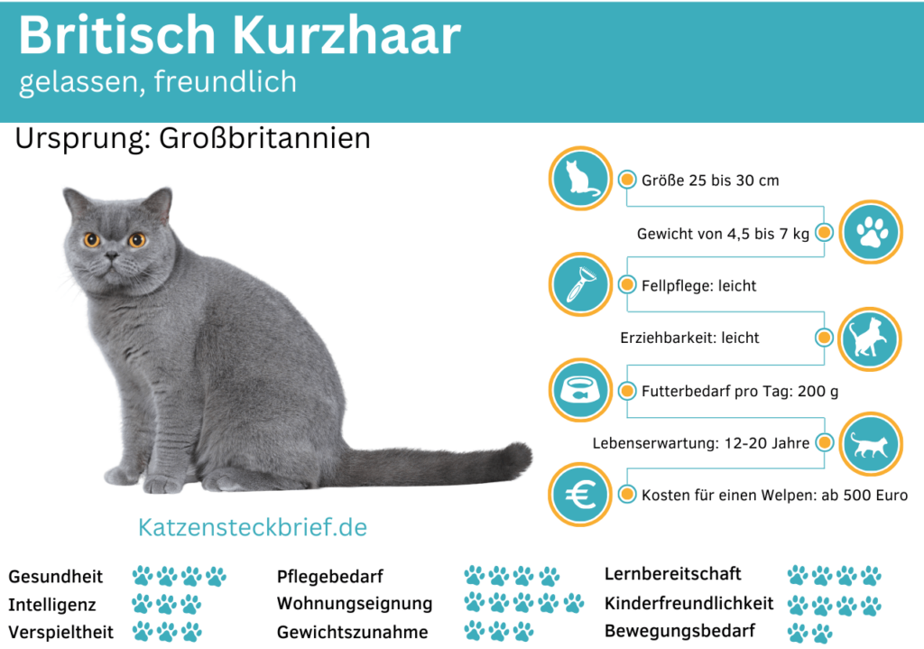 Britisch Kurzhaar Probleme